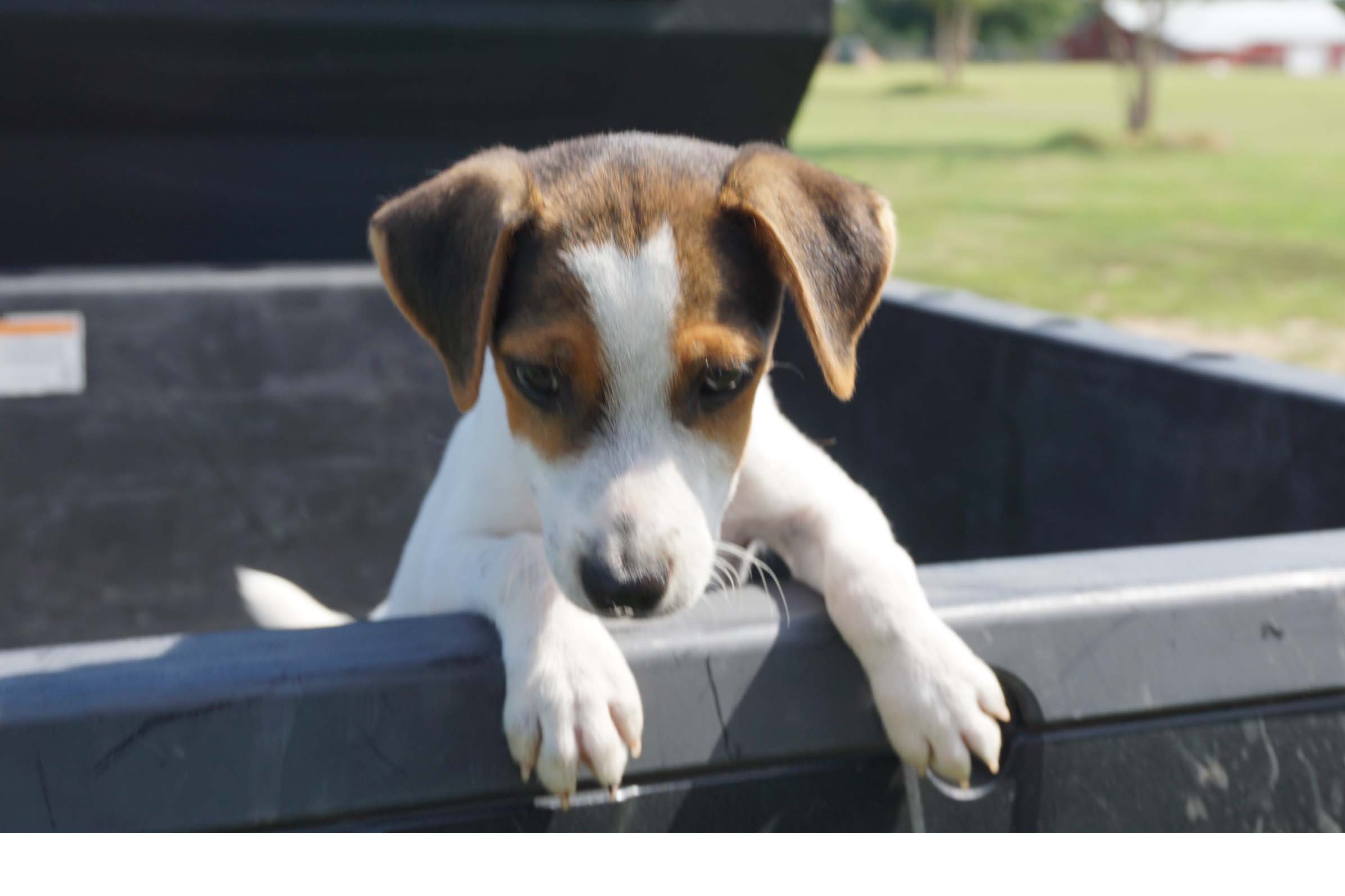 ris male - Duke's Legacy Jack Russell Terriers