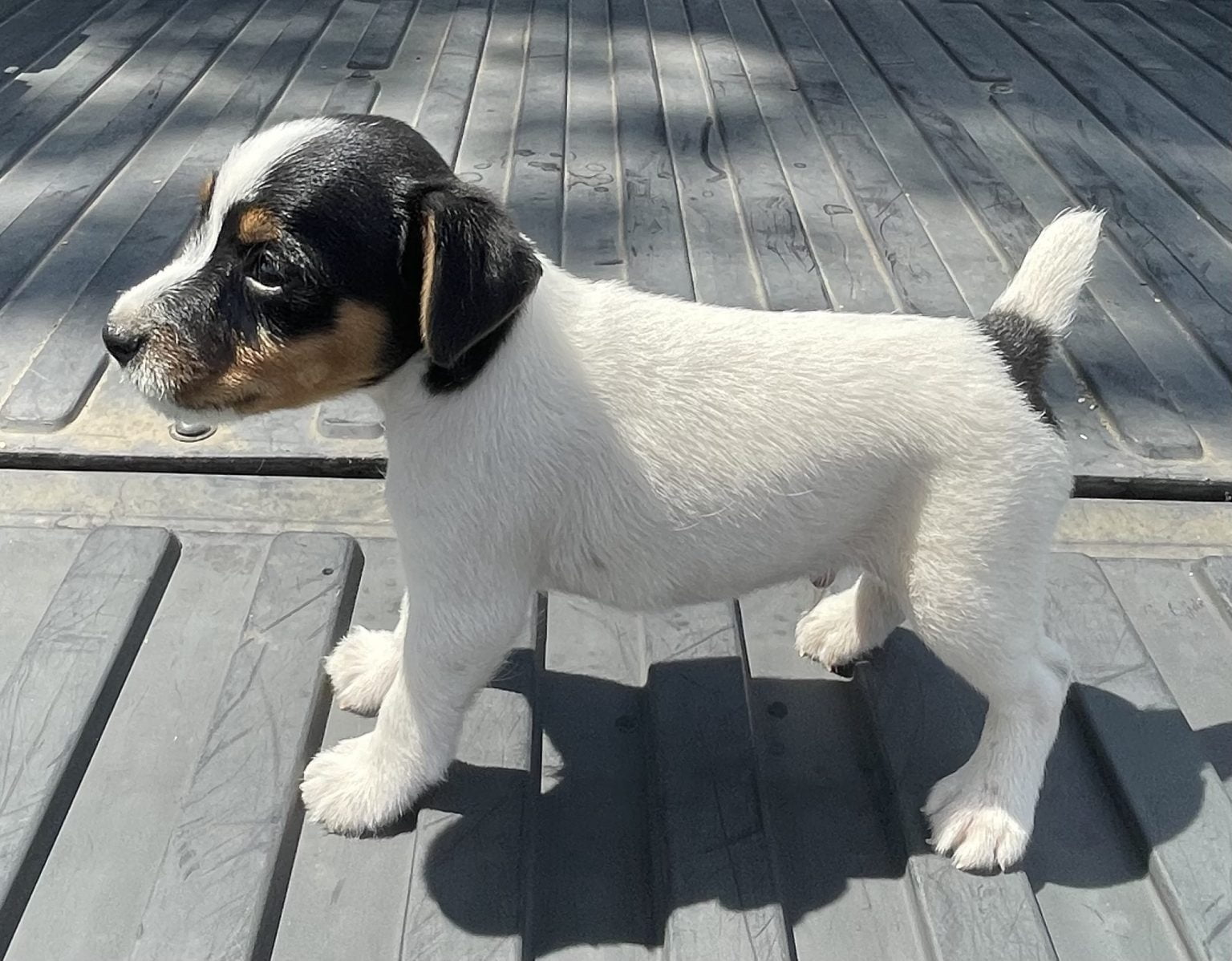 SOLD Ginger Male 1 - Tri Broken Male Jack Russell Terrier Puppy For ...