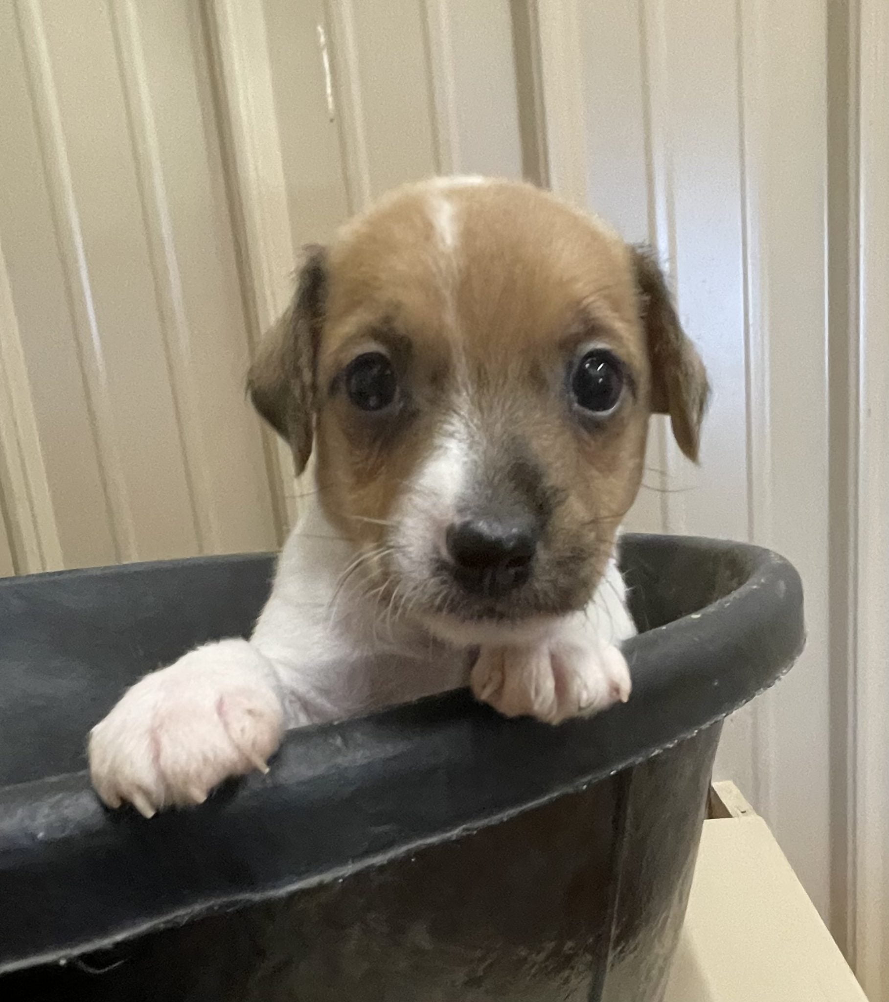 SOLD - Fiona Male 1 - Tri Broken Male Jack Russell Terrier Puppy For ...