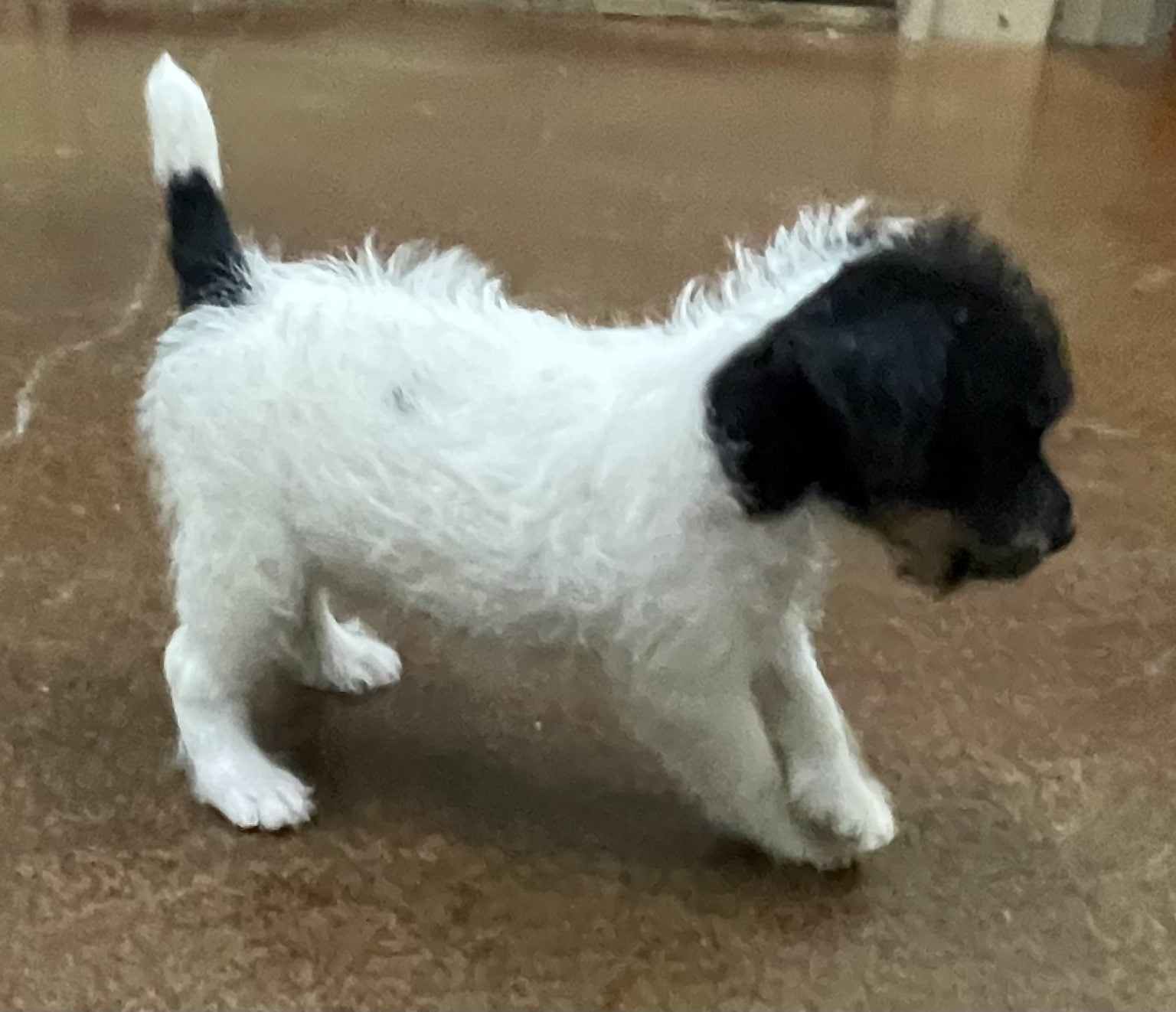 SOLD - Annie Male 3 - Tri Rough Male Jack Russell Terrier Puppy For ...