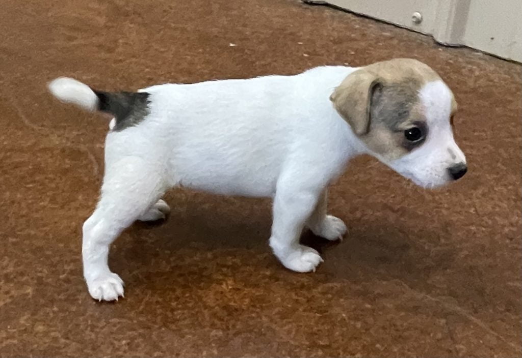 SOLD - Ginger Female 2 - Tri Smooth Female Jack Russell Terrier Puppy ...