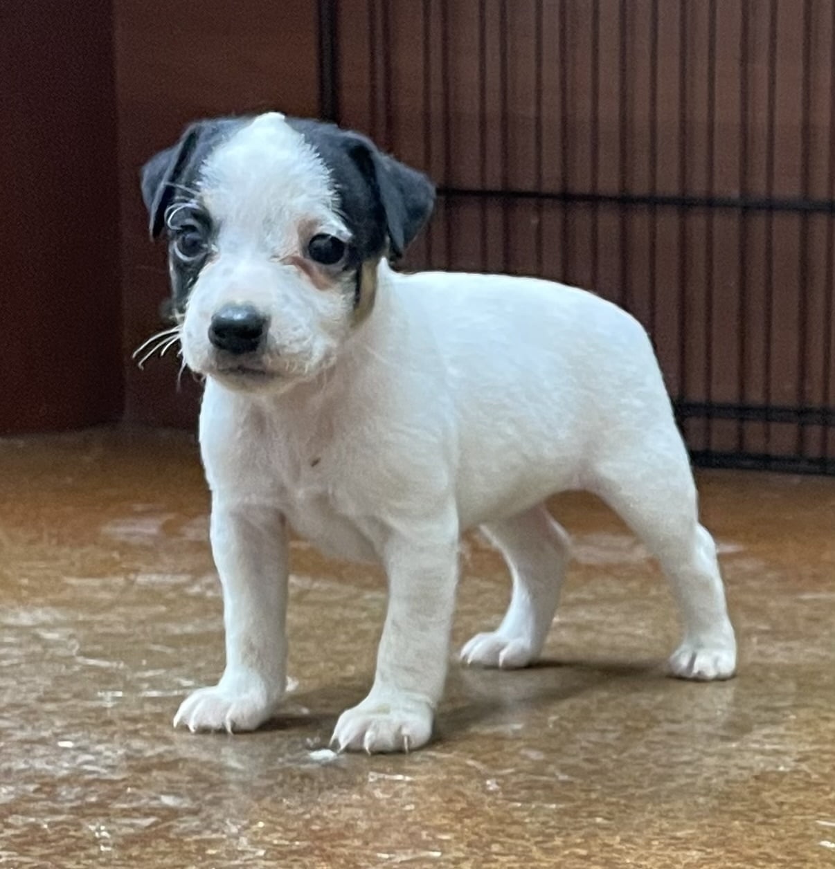 Ginger-F-3.11 - Duke's Legacy Jack Russell Terriers