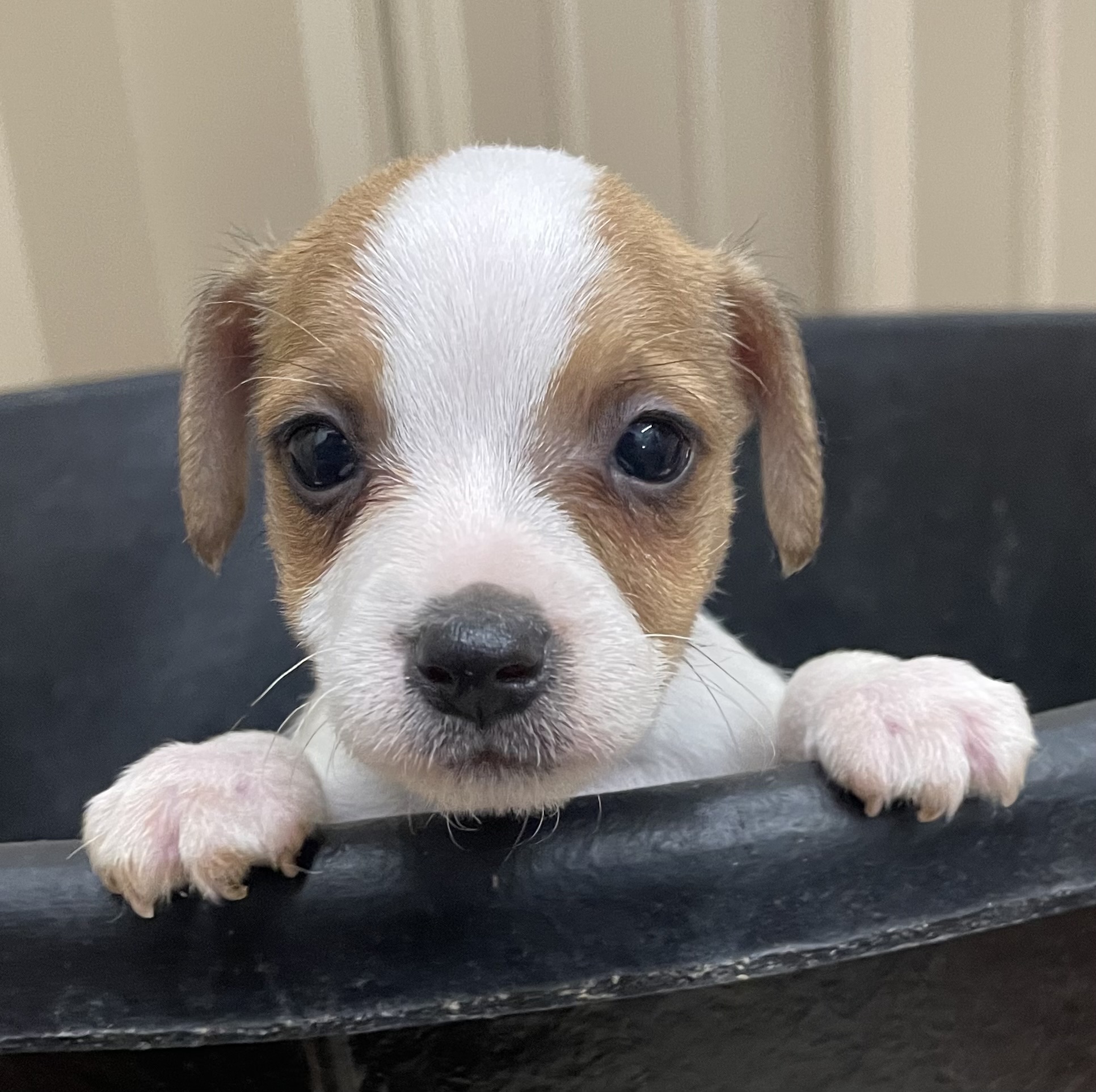 Ginger Male 2 - Tri Broken Male Jack Russell Terrier Puppy For Sale ...