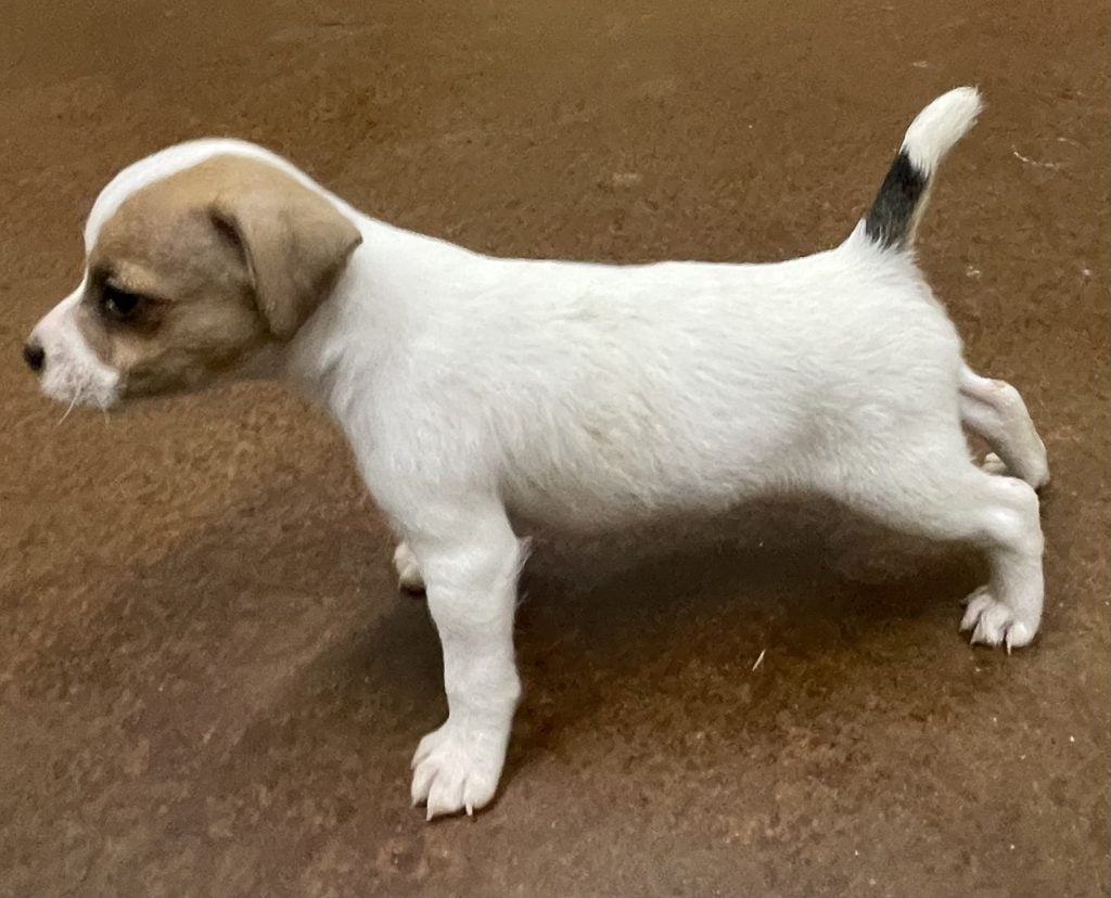 Ginger-M-2.31 - Duke's Legacy Jack Russell Terriers