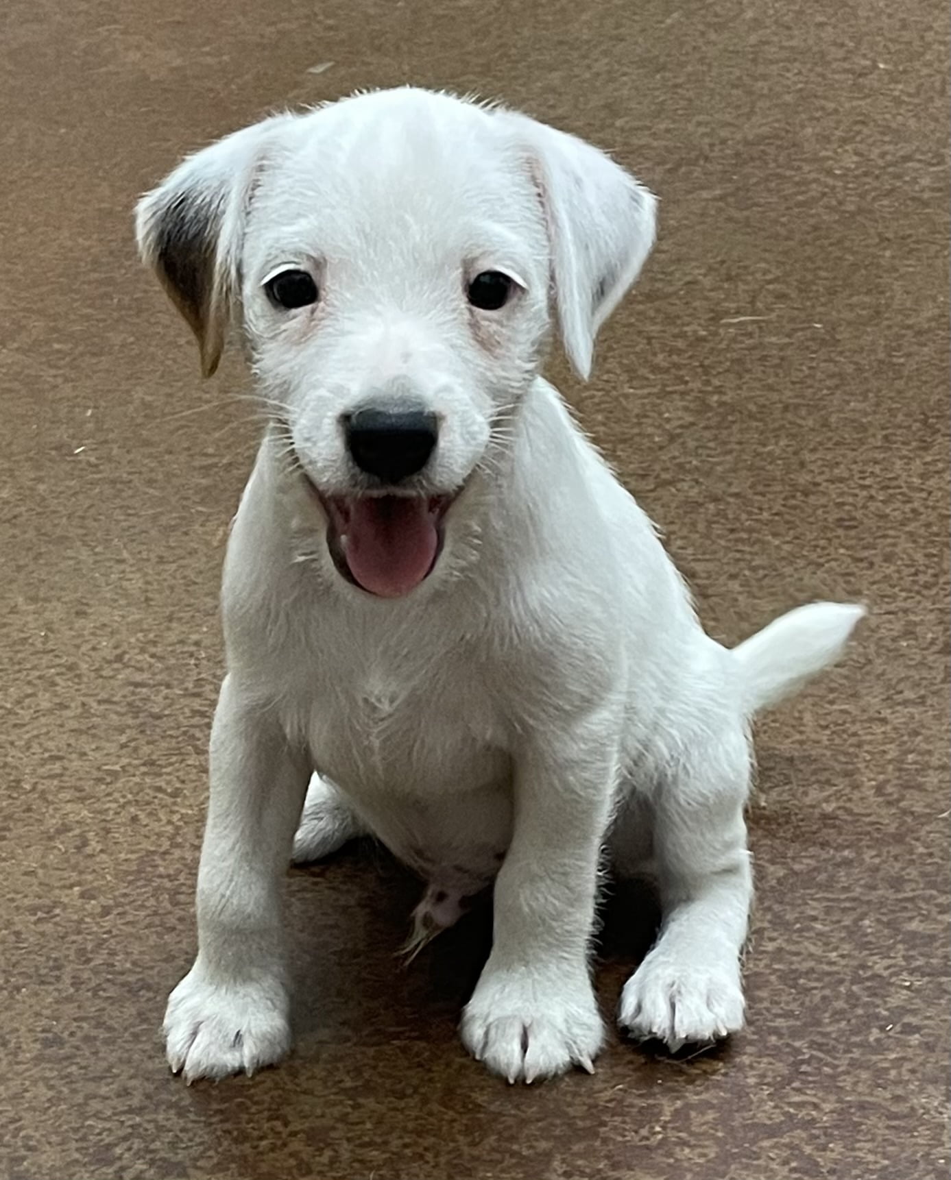 FeFe Male 1 - Tri Broken Male Jack Russell Terrier Puppy For Sale ...