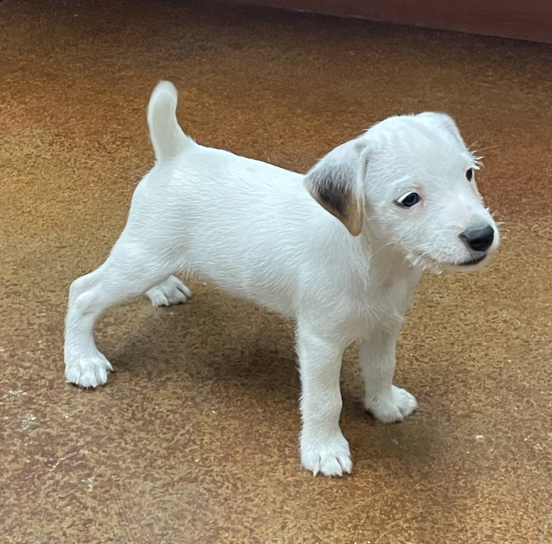 FeFe Male 1 - Tri Broken Male Jack Russell Terrier Puppy For Sale ...