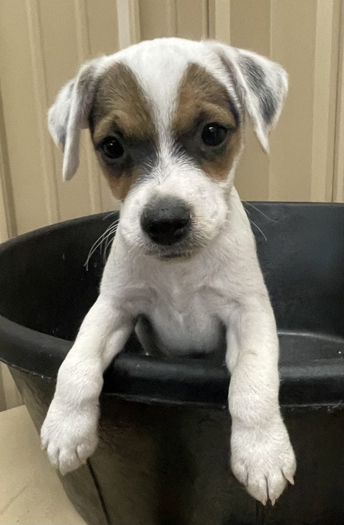 FeFe-Male-3.1 - Duke's Legacy Jack Russell Terriers