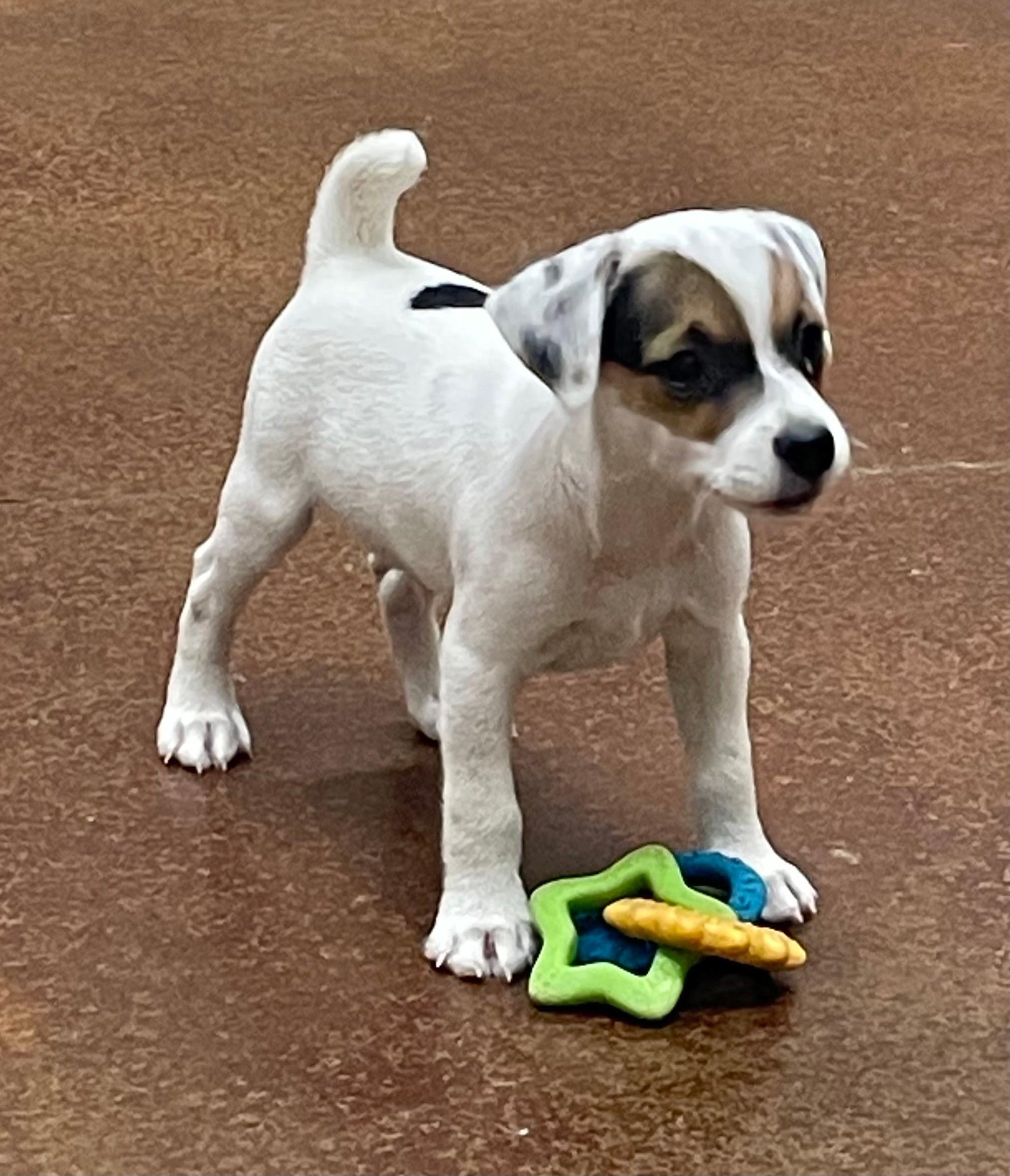 FeFe-Male-3.2 - Duke's Legacy Jack Russell Terriers