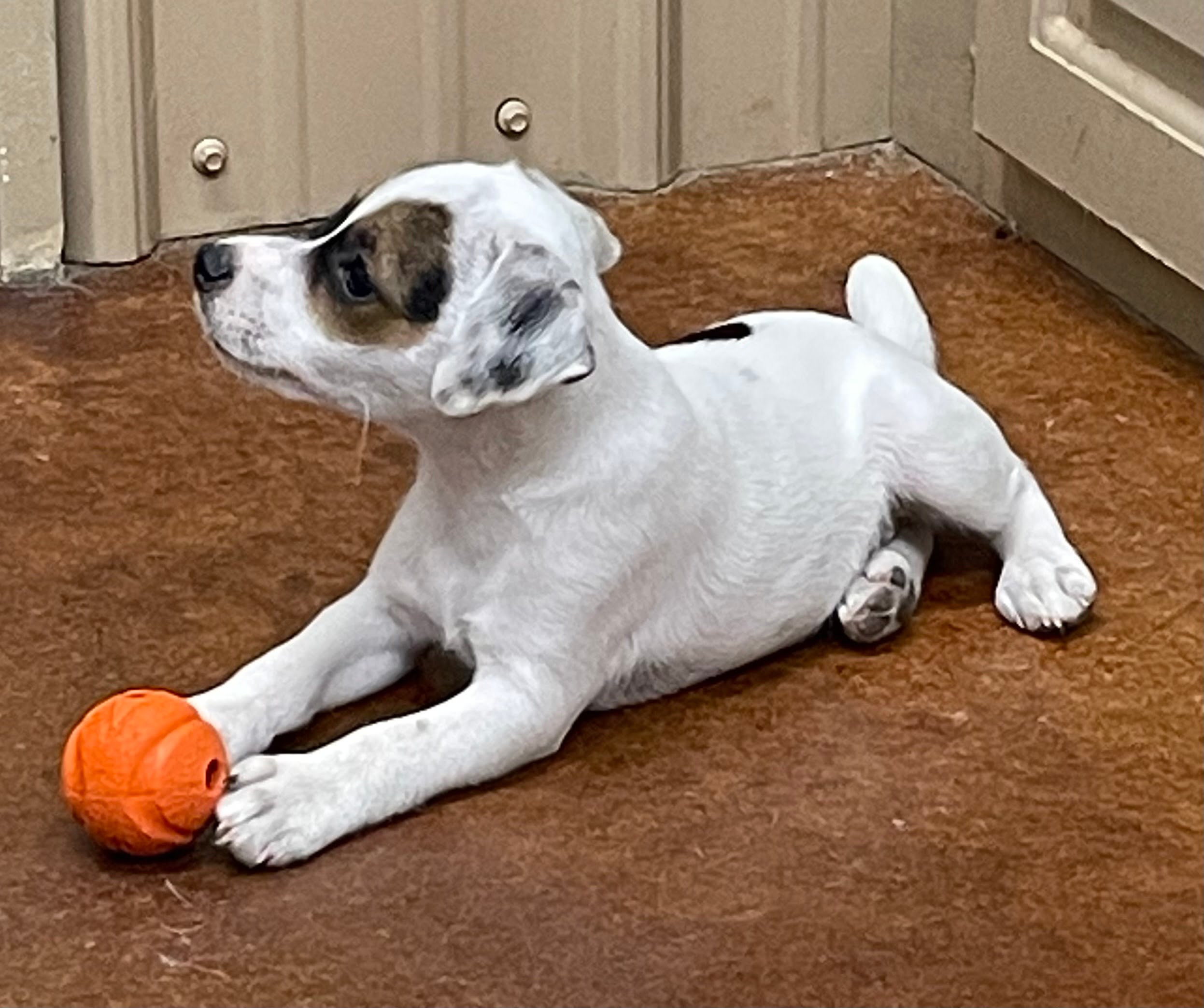 FeFe-Male-3.3 - Duke's Legacy Jack Russell Terriers