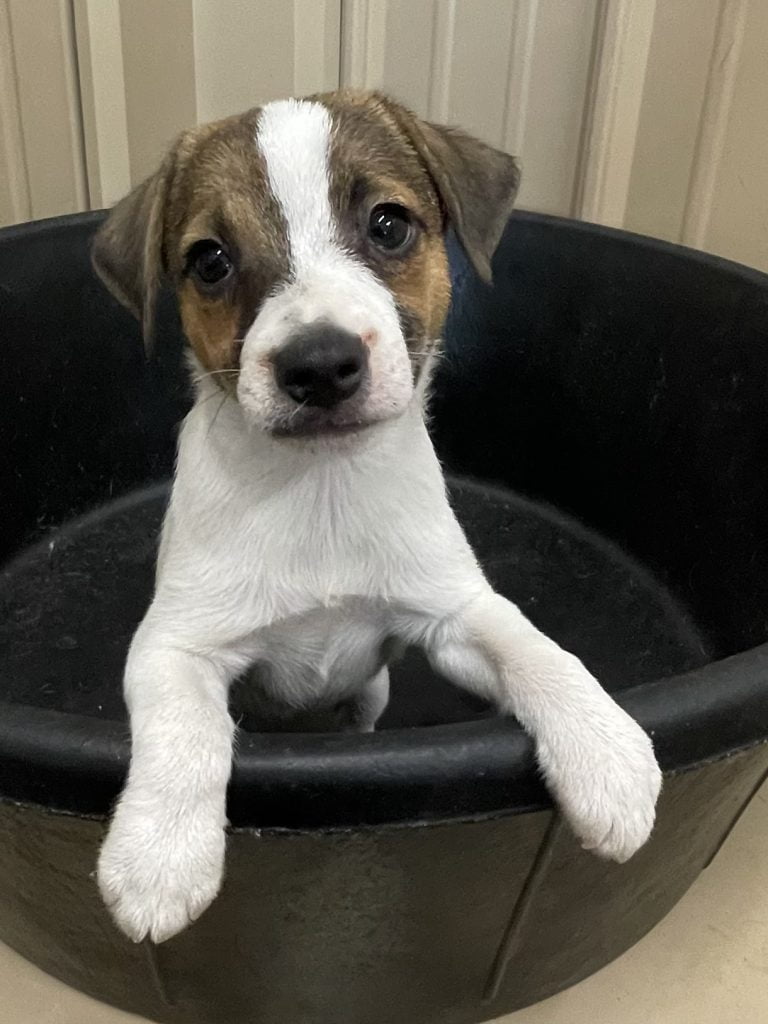 Ginger-M1.1 - Duke's Legacy Jack Russell Terriers