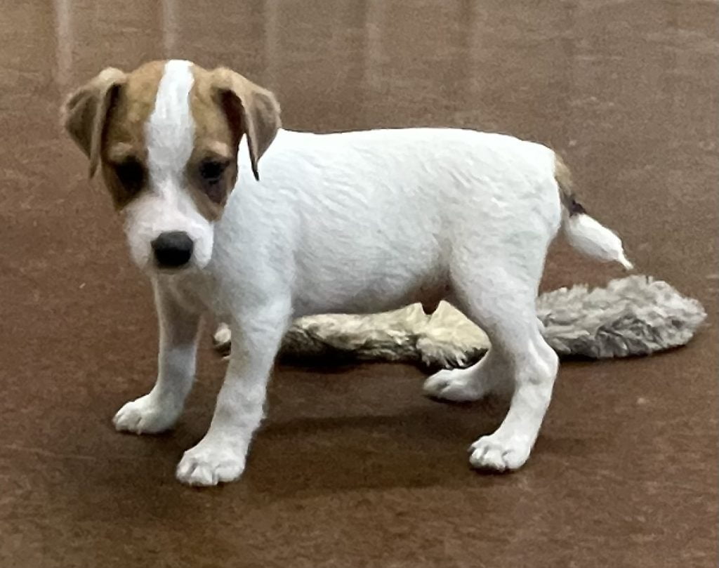 Ginger-M2.3 - Duke's Legacy Jack Russell Terriers