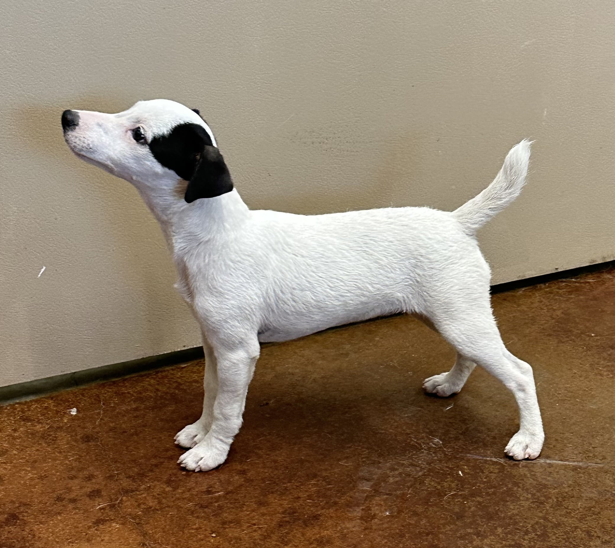 Ginger-F1.2-2 - Duke's Legacy Jack Russell Terriers