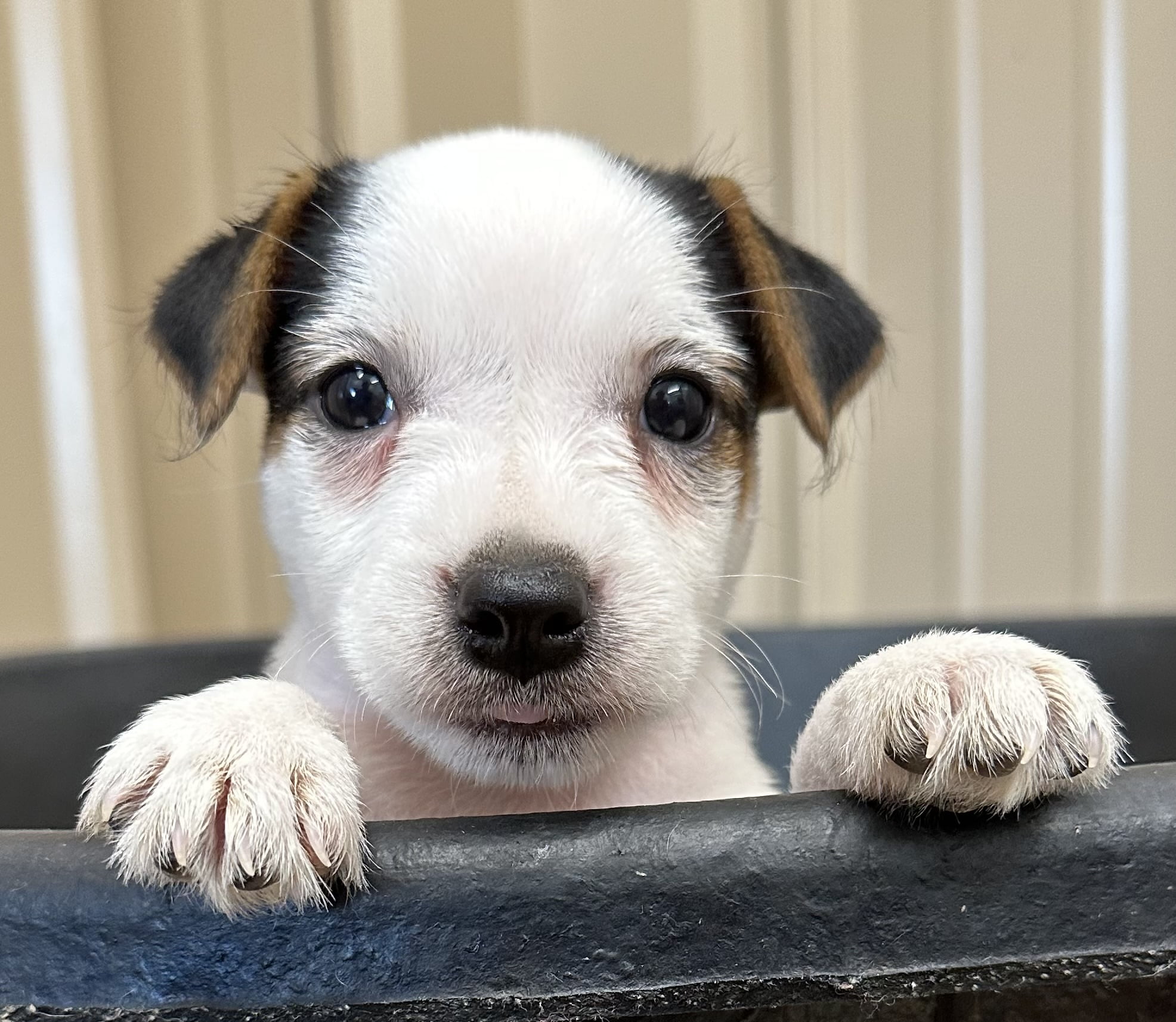 Marley Female 2 - Tri Broken Female Jack Russell Terrier Puppy For Sale ...