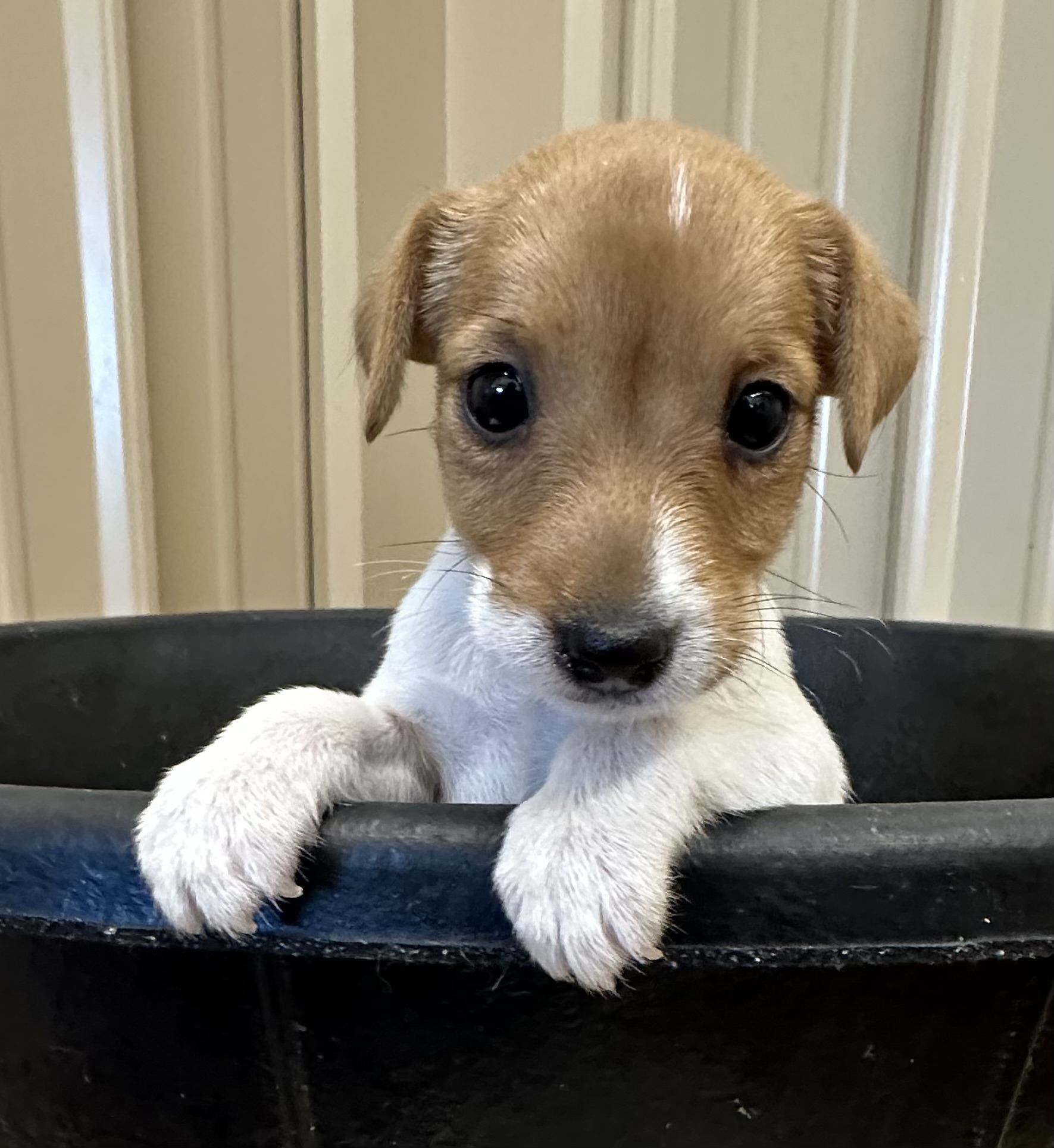 Brittany Female 2 - Tan & White Smooth Female Jack Russell Terrier ...