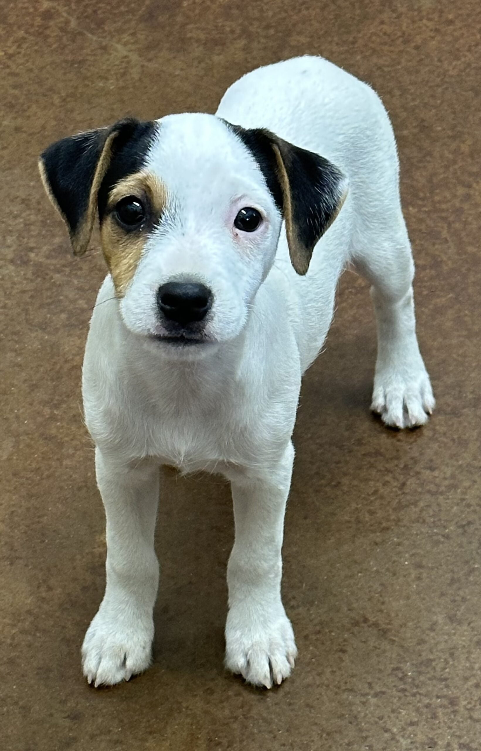 Ginger Female 1 - Tri Broken Female Jack Russell Terrier Puppy For Sale ...