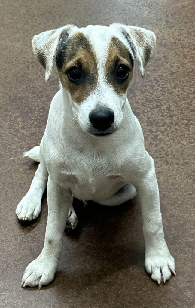 Waiting on Pupdate - FeFe Male 3 - Tri Smooth Male Jack Russell Terrier ...