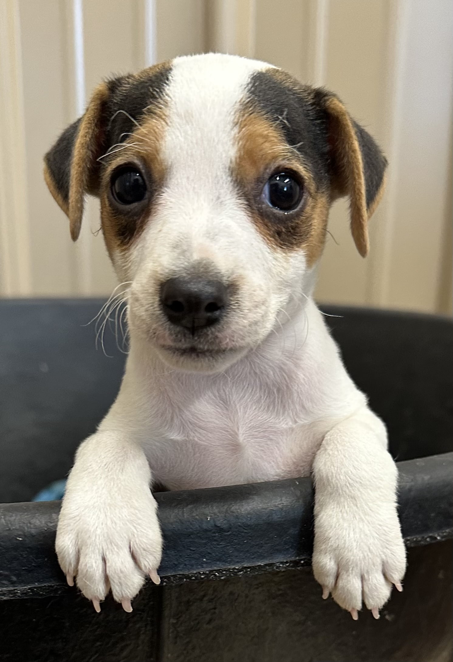 Ruth Female 1 - Tri Smooth Female Jack Russell Terrier Puppy For Sale ...