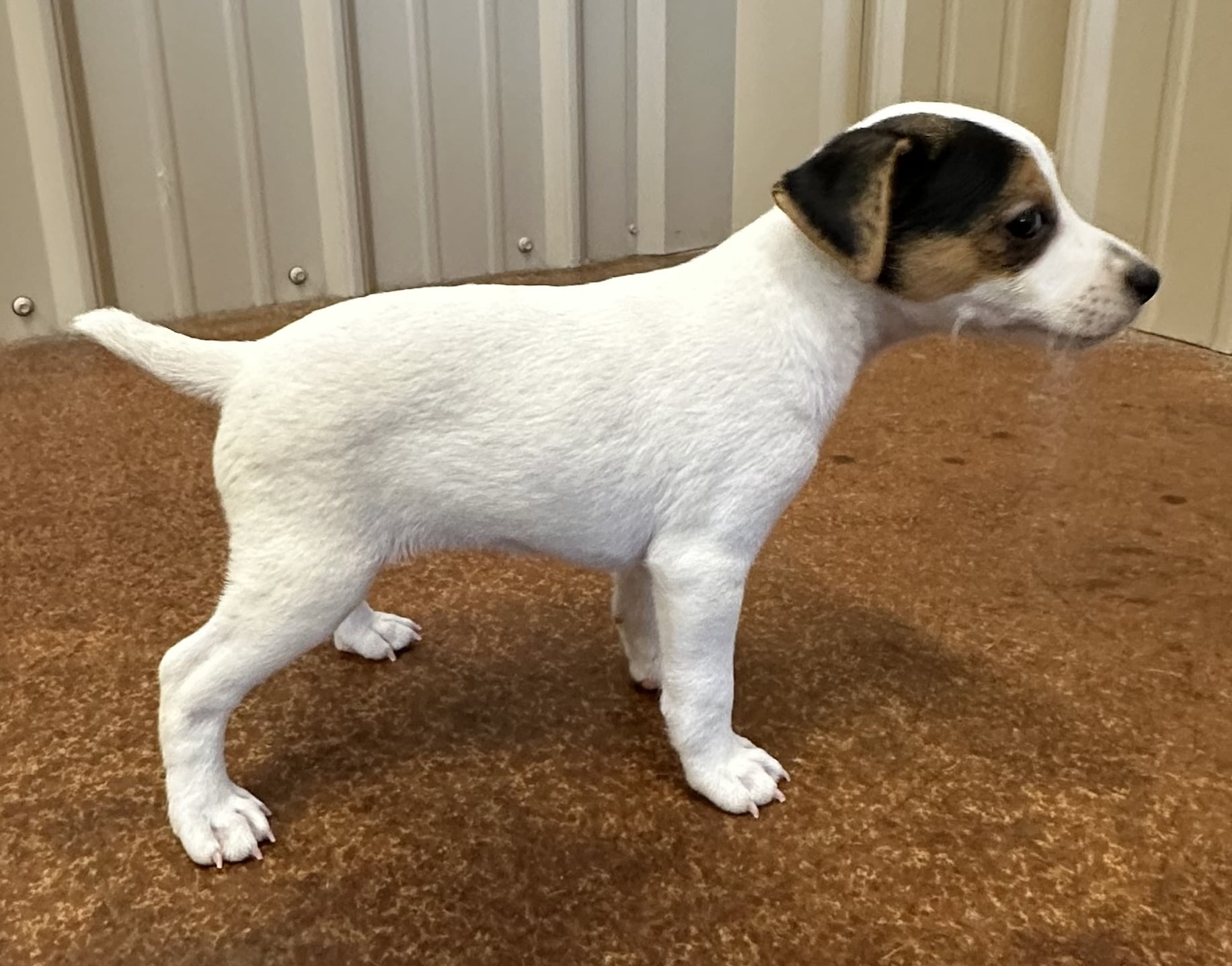 Ruth Female 1 - Tri Smooth Female Jack Russell Terrier Puppy For Sale ...