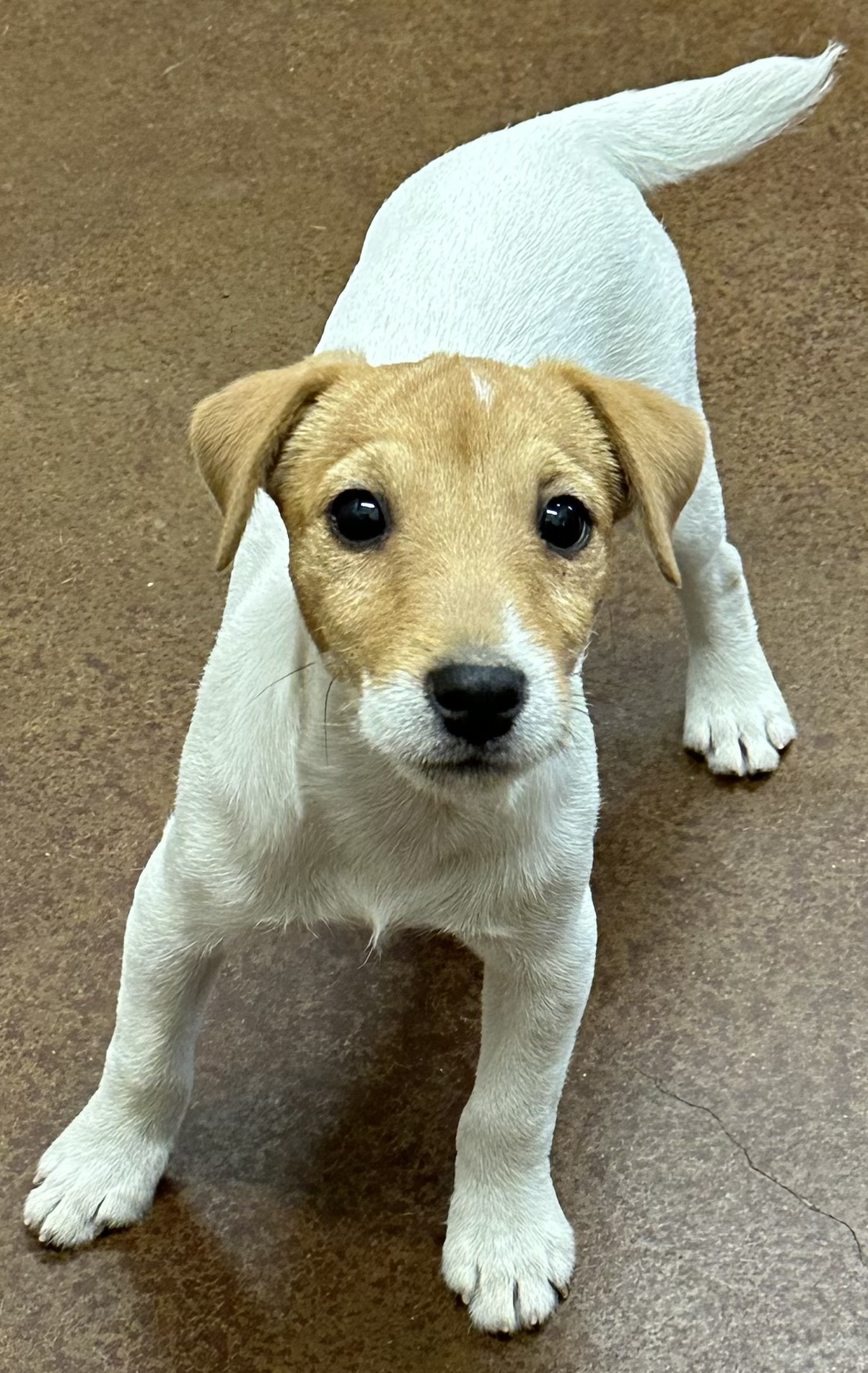 Whisper - Tan & White Smooth Female Jack Russell Terrier Puppy For Sale ...