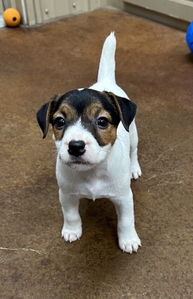 SOLD - Twitch Female 4 - Tri Broken Female Jack Russell Terrier Puppy ...